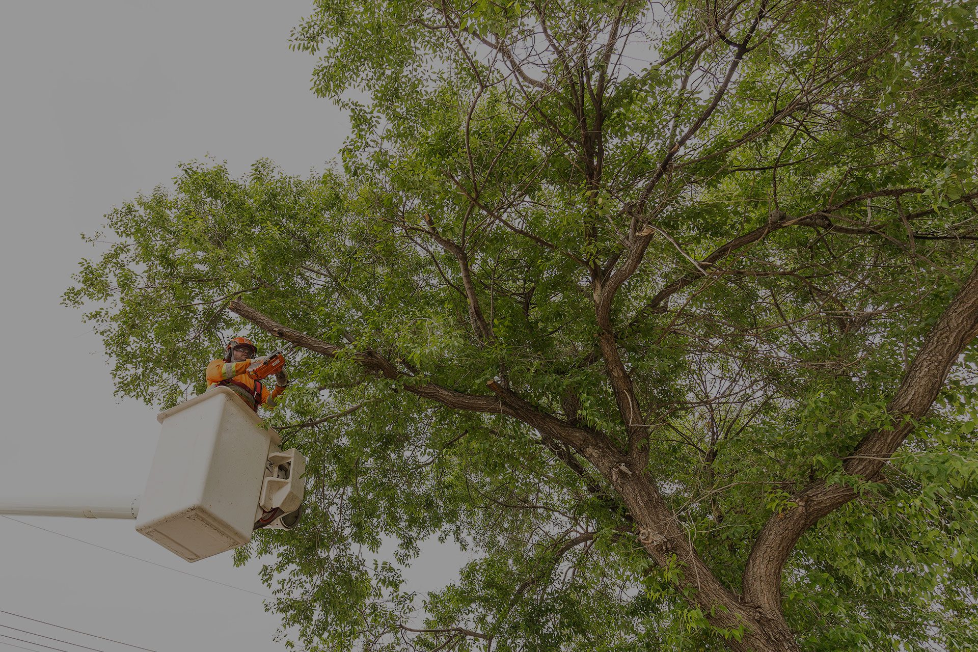 Tree Maintenance Program Guide: What Is It and How Does It Help?