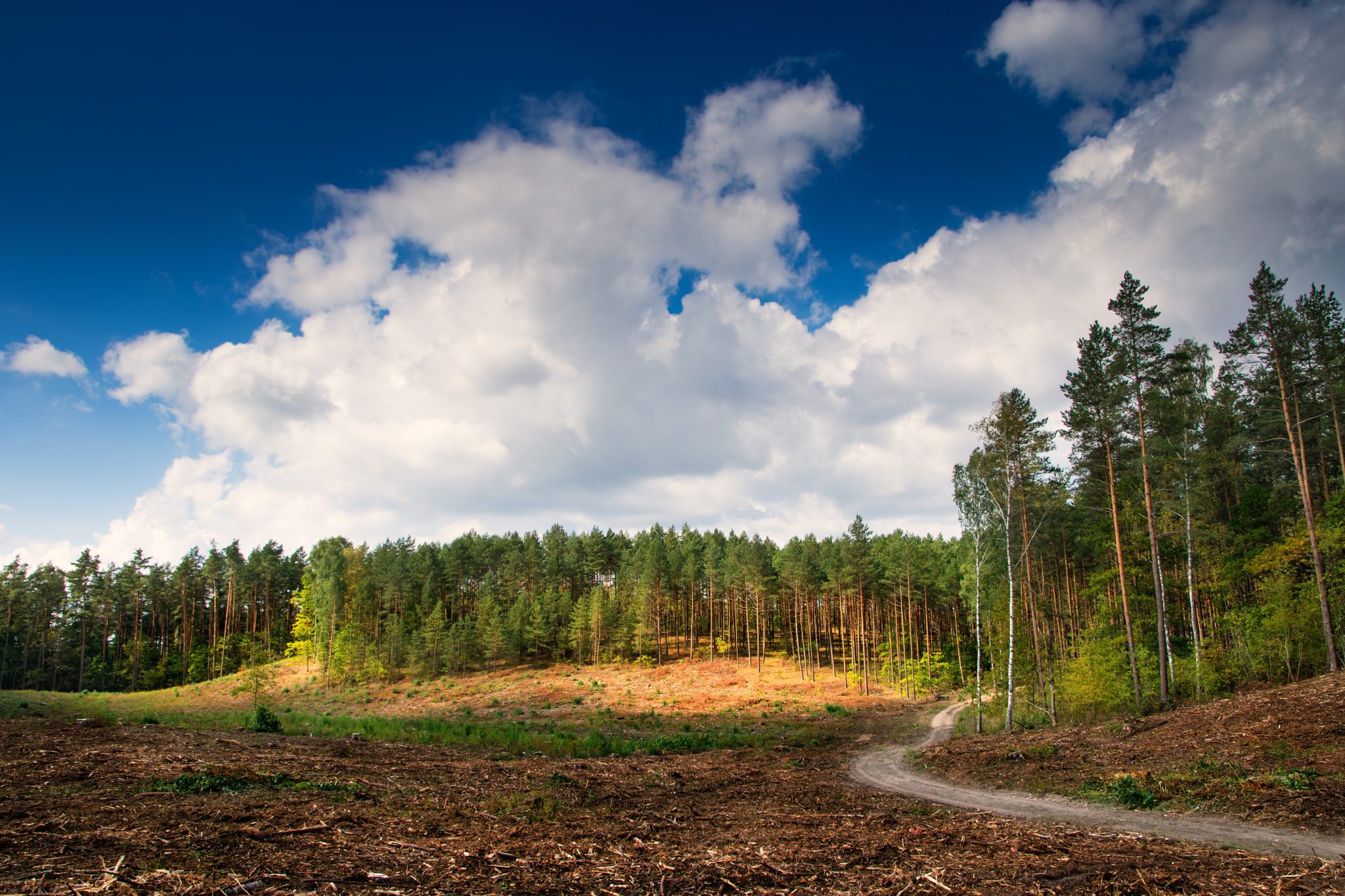 Everything You Need to Know About Land Clearing Services