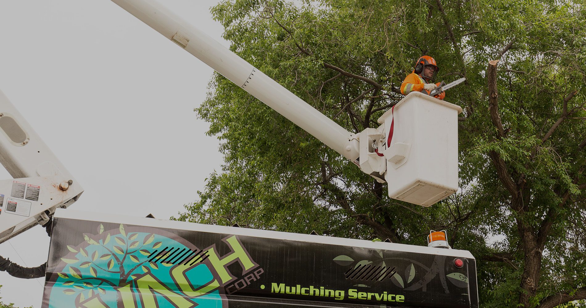 Alberta Arborist | What to Look For When Hiring A Tree Service Company