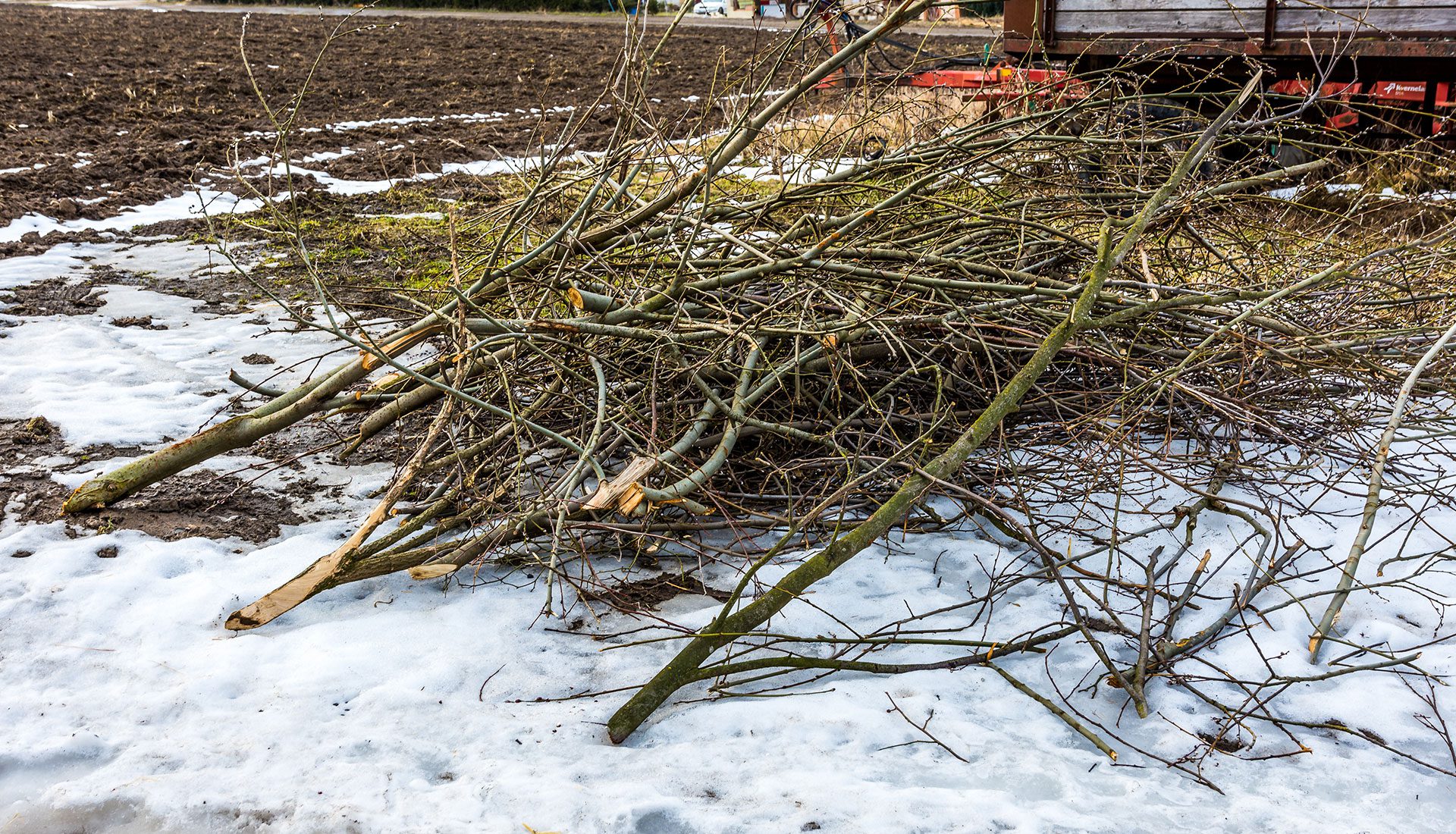 5 Reasons Winter Tree Trimming Shouldn’t Be Ignored