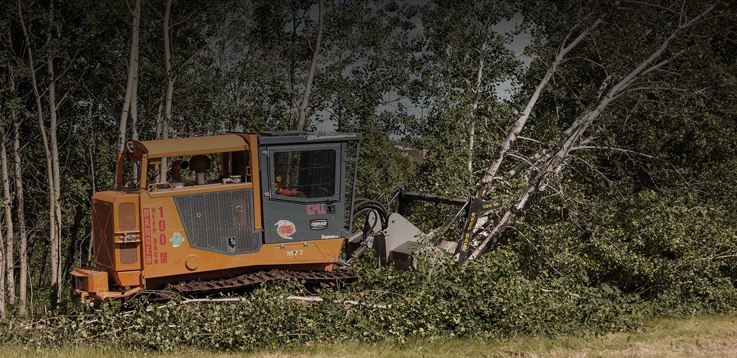 Tree Root Removal: The Ultimate Guide & Everything to Know