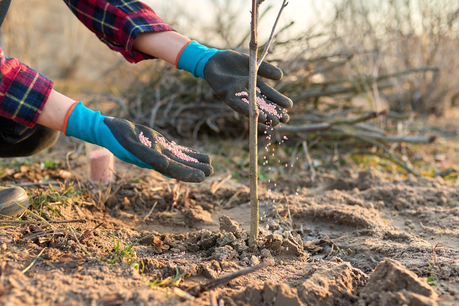8 Tips for Spring Residential Tree Care | Pevach Corp Bonnyville, Alberta