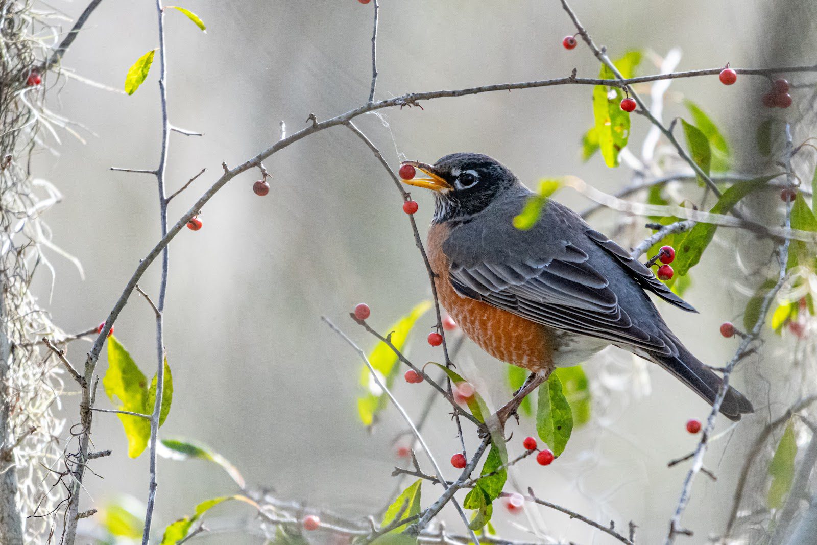 8 Tips for Spring Residential Tree Care | Pevach Corp Bonnyville, Alberta